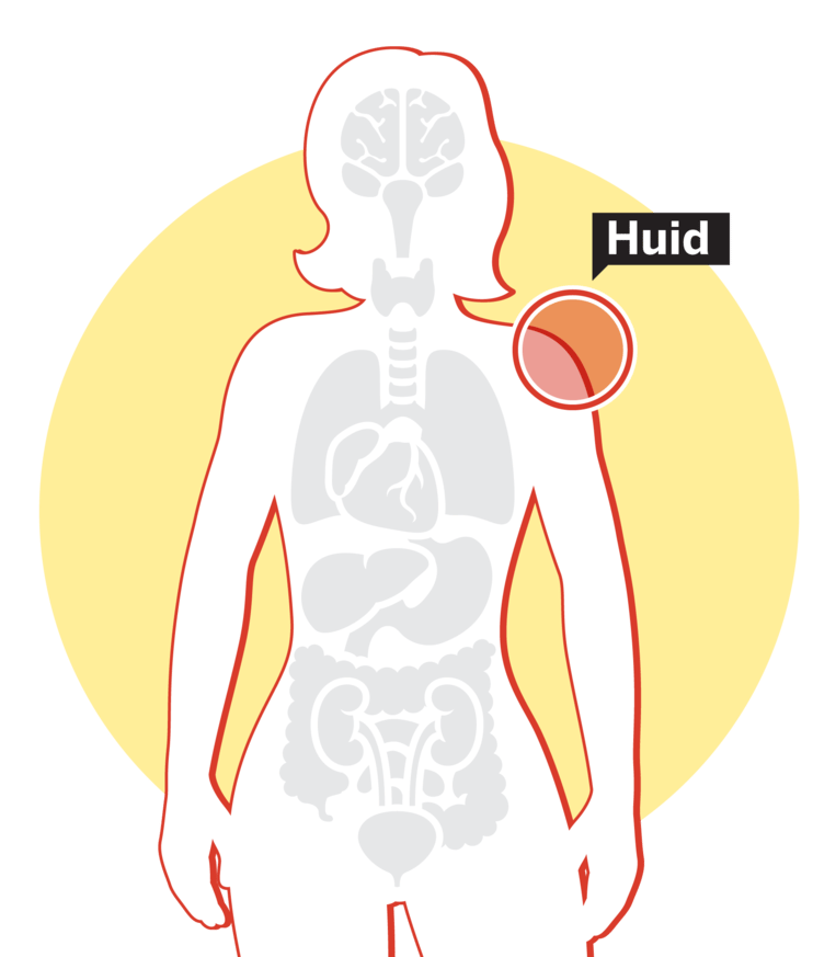 Hoe ons lijf functioneert bij extreme warmte: een bijzondere les anatomie