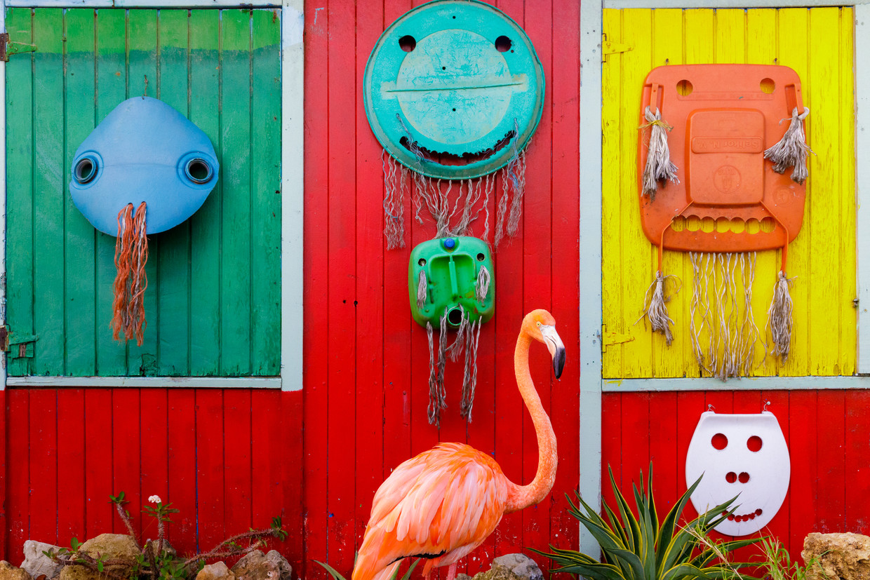 Flamingo Bob buigt sierlijk in de klas | De Volkskrant