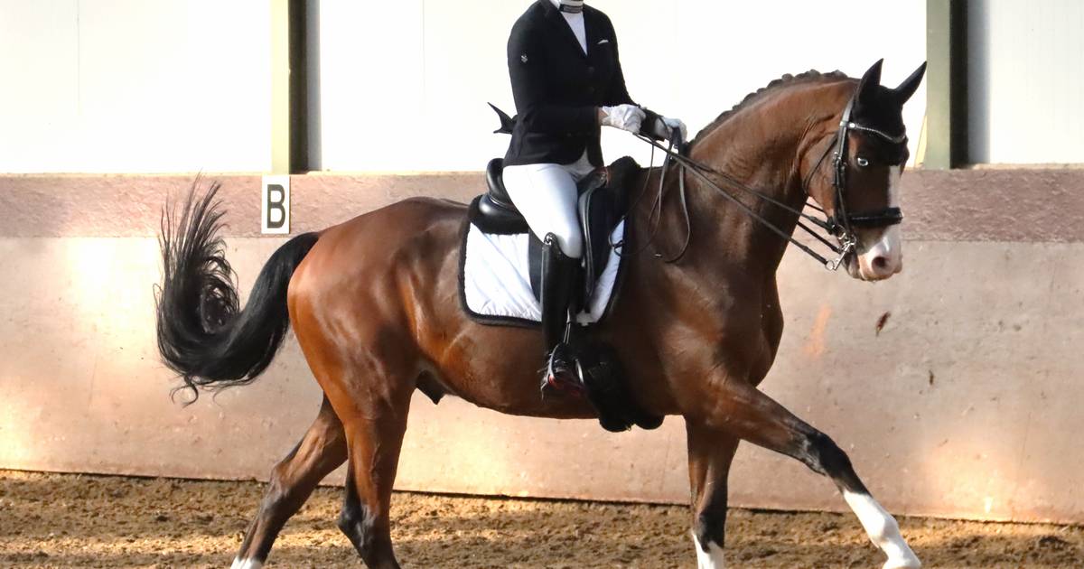 Van Giesen heeft twee winnende paarden | Sport in Zeeland | pzc.nl