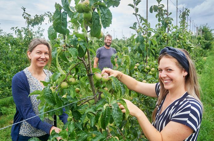 Biologische appeltelers uit Boekel houden oogstfeest: ‘Hier zie je ze ...