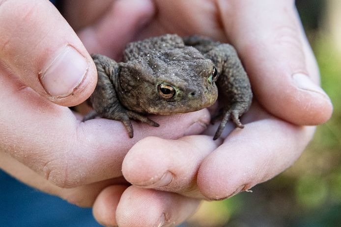 Staatsbosbeheer zoekt vrijwilligers met affiniteit voor padden om te ...
