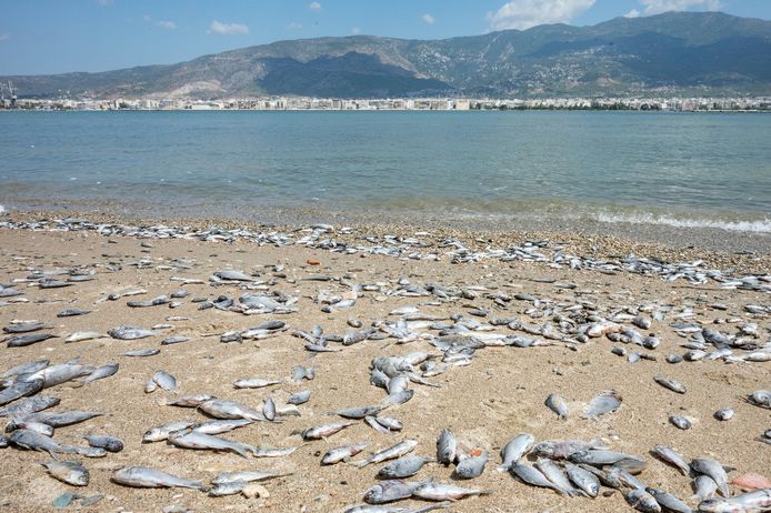 “Une mer de poissons morts à cinq mètres de nos tables”: catastrophe ...