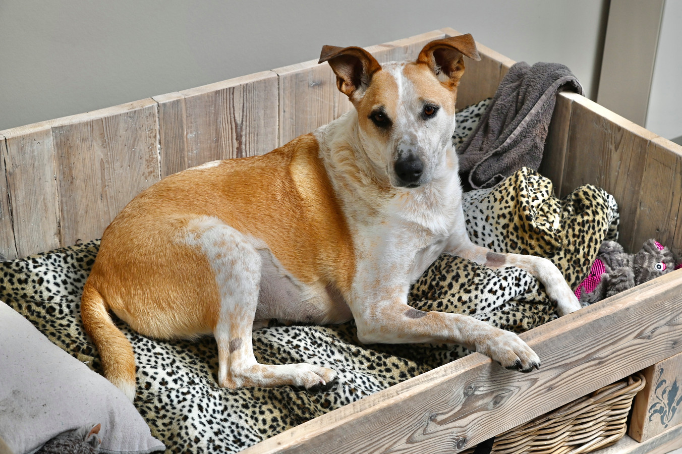 Mélody (33) stelt bucketlist op voor terminaal zieke hond Jenny (9 ... Mélody (33) stelt bucketlist op voor terminaal zieke hond Jenny (9 ...