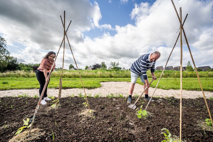 Moestuinen geven nieuw EcoPark in Gendt gezicht: ‘Ik hoop dat ik een paar stelen rabarber krijg ...