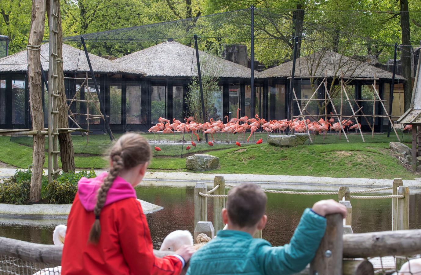 Precies honderd Cubaanse flamingo’s in nieuw verblijf Ouwehands Rhenen ...