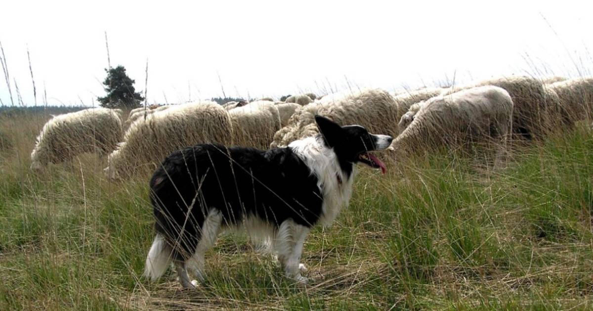 Schaapsherder is haar hond Joss kwijt | Nunspeet | destentor.nl