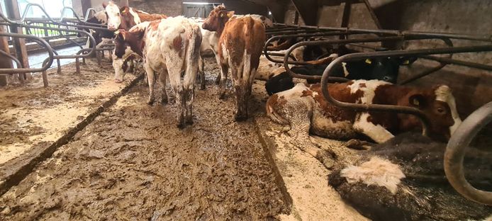 Dode schapen op het erf, koeien in dikke laag mest: NVWA grijpt in en ...