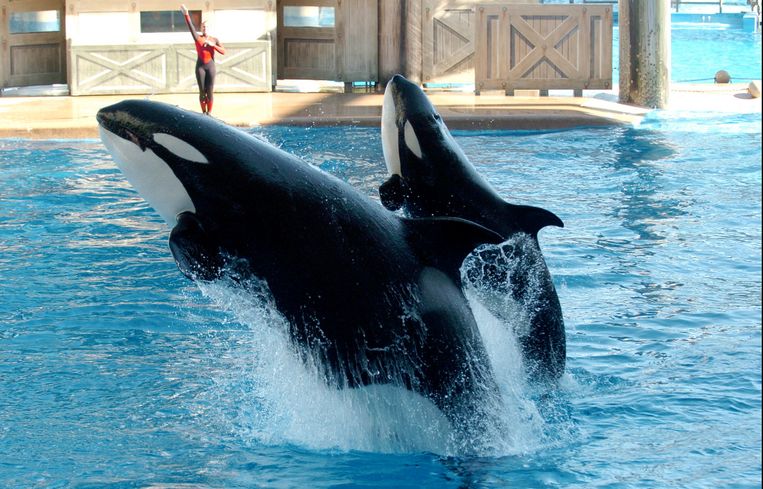 Orka springt uit waterbassin en doodt trainer in SeaWorld | De Morgen
