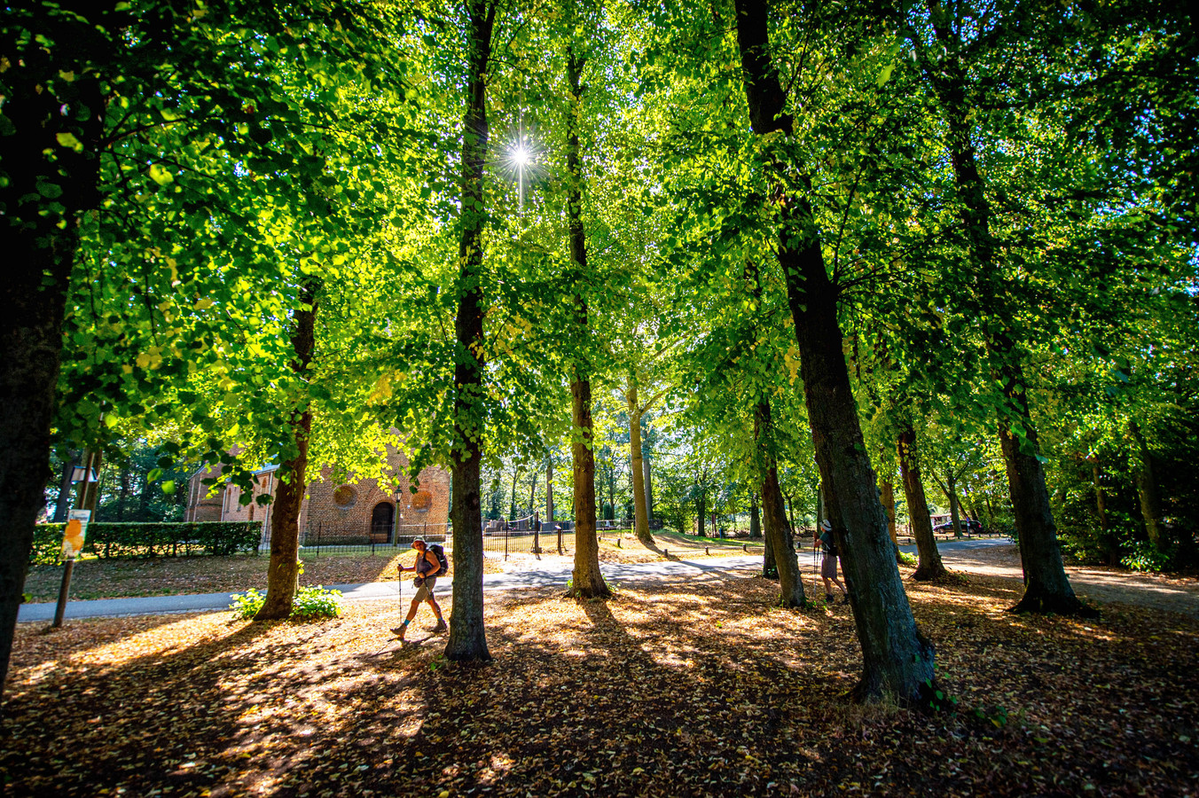 Hartje zomer in Maas en Waal, maar voor de bomen is het herfst | Foto ...