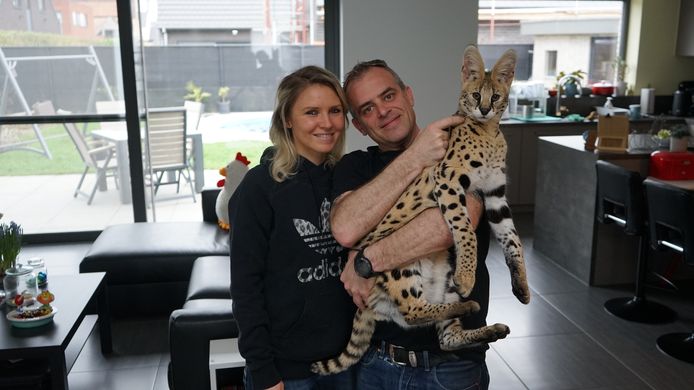 Politie wil serval in beslag nemen na klacht: “Maar Babas is niet ...