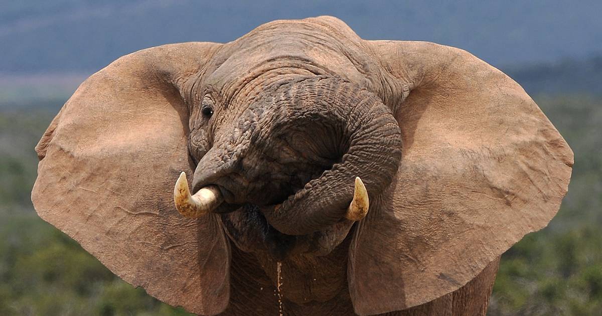 Un éléphant en rut abattu après avoir attaqué des touristes | Monde ...