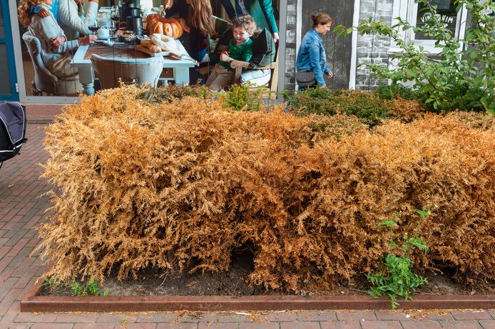 Taxuskever teistert de taxushaag langs de centrumring | Roosendaal | AD.nl