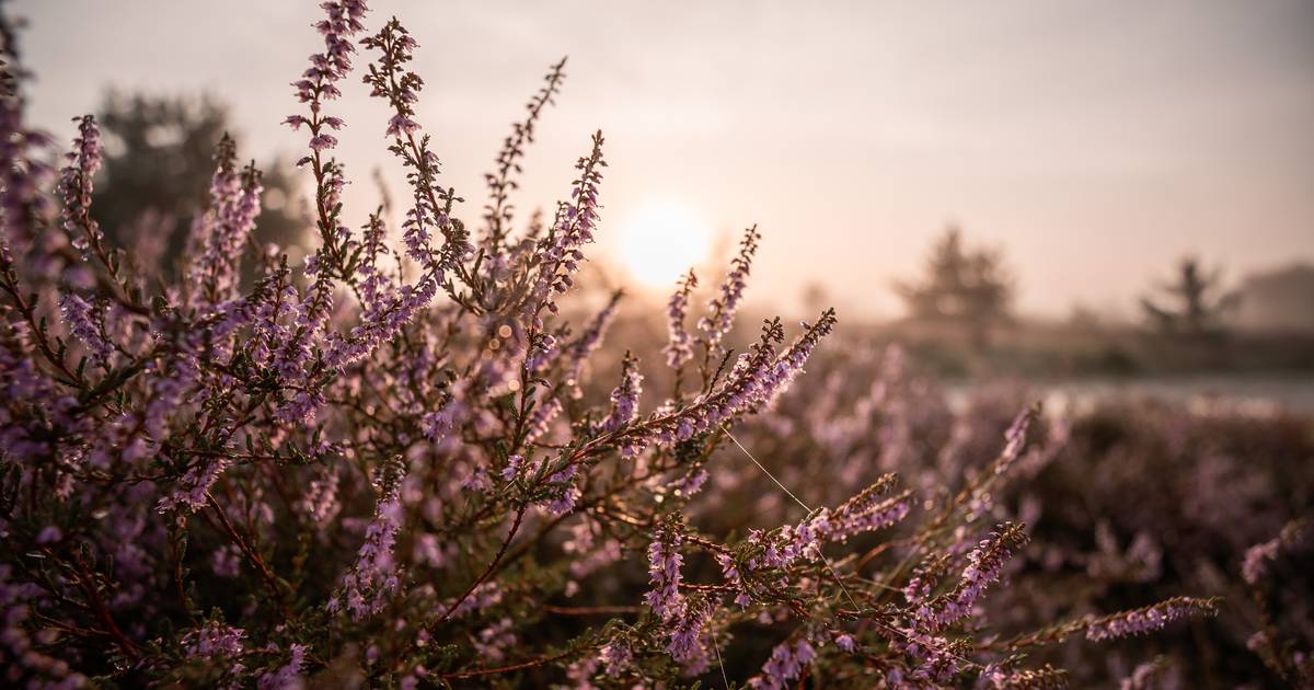Een voordeel van een regenachtige zomer: de heide kleurt straks paarser ...