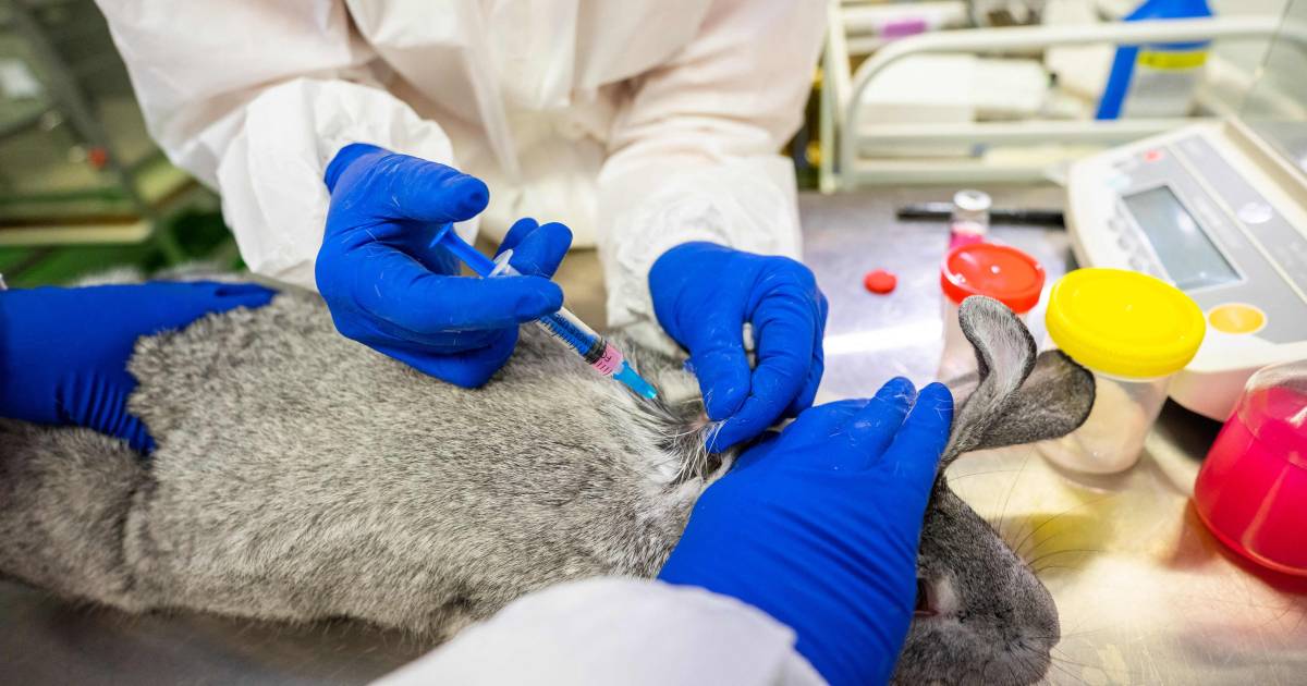 Le Carnivac-Cov, premier vaccin anti-Covid homologué pour les animaux ...