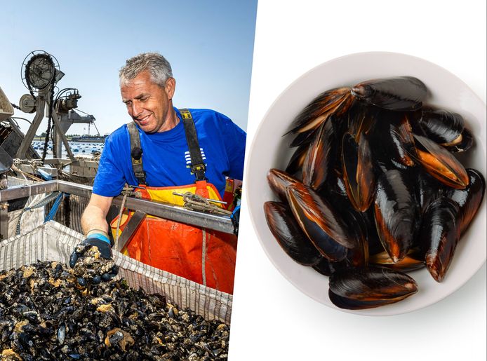 Daar zijn de eerste mosselen van het seizoen: “Een week langer moeten ...