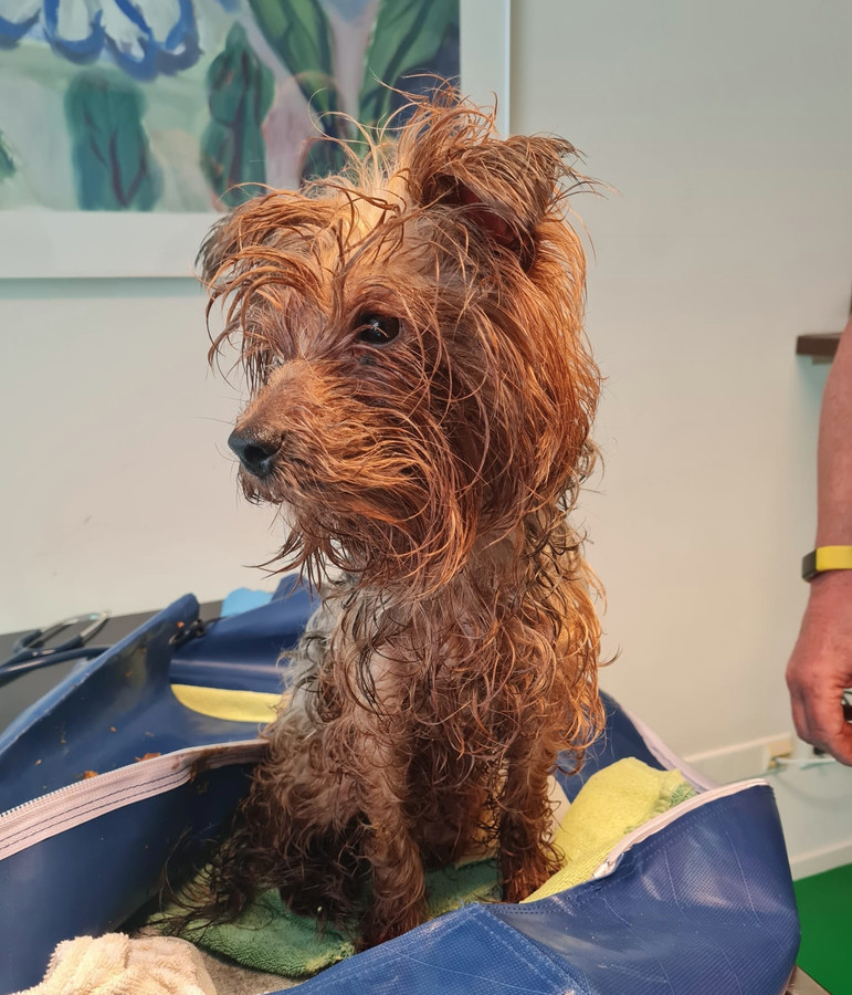 Hondje ‘meer dood dan levend’ uit ondergrondse vuilcontainer gehaald in Den Bosch | Foto | ed.nl