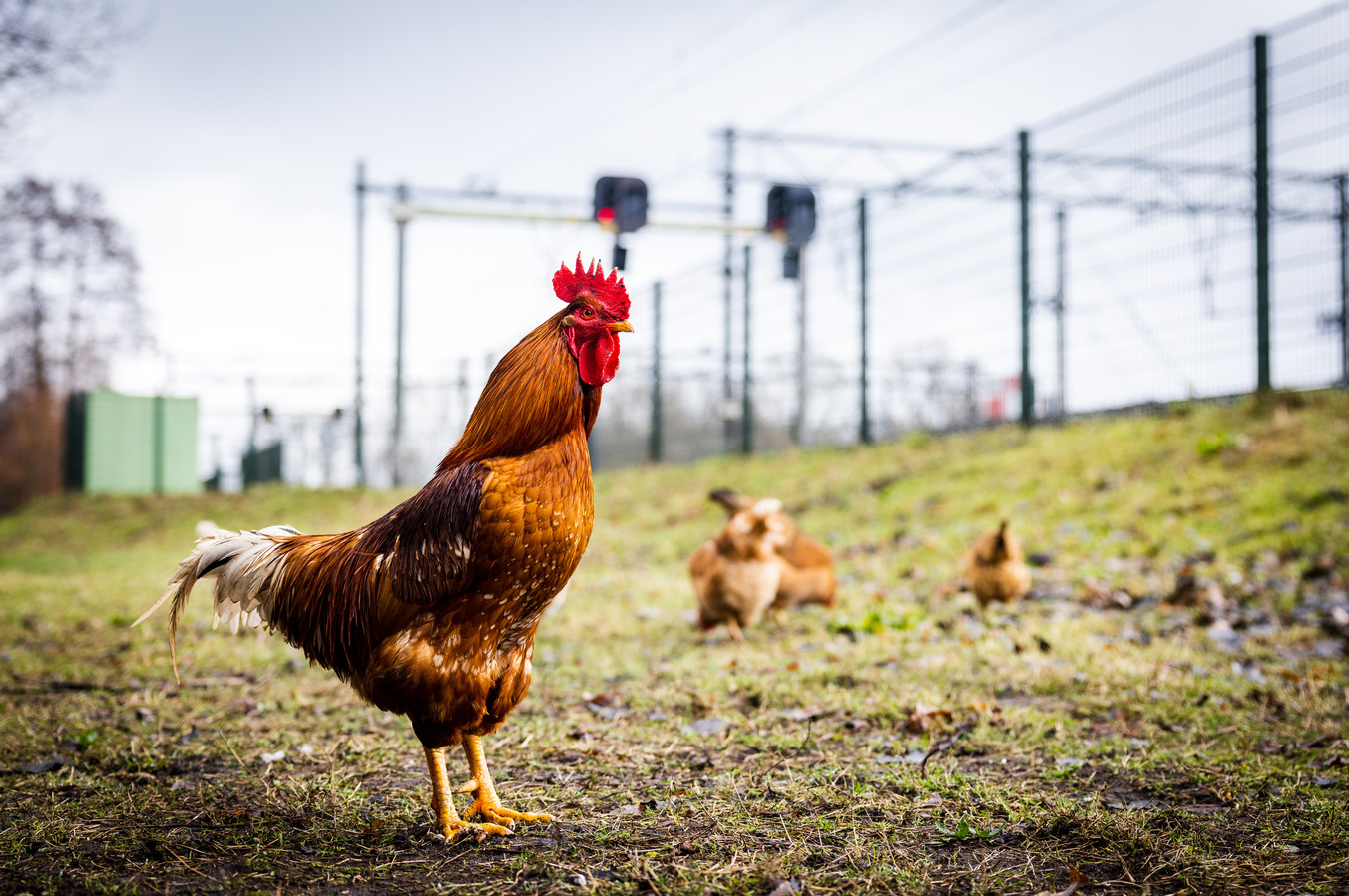 Kippen en hanen massaal gedumpt in Zwijndrecht: ‘Niemand voelt zich ...