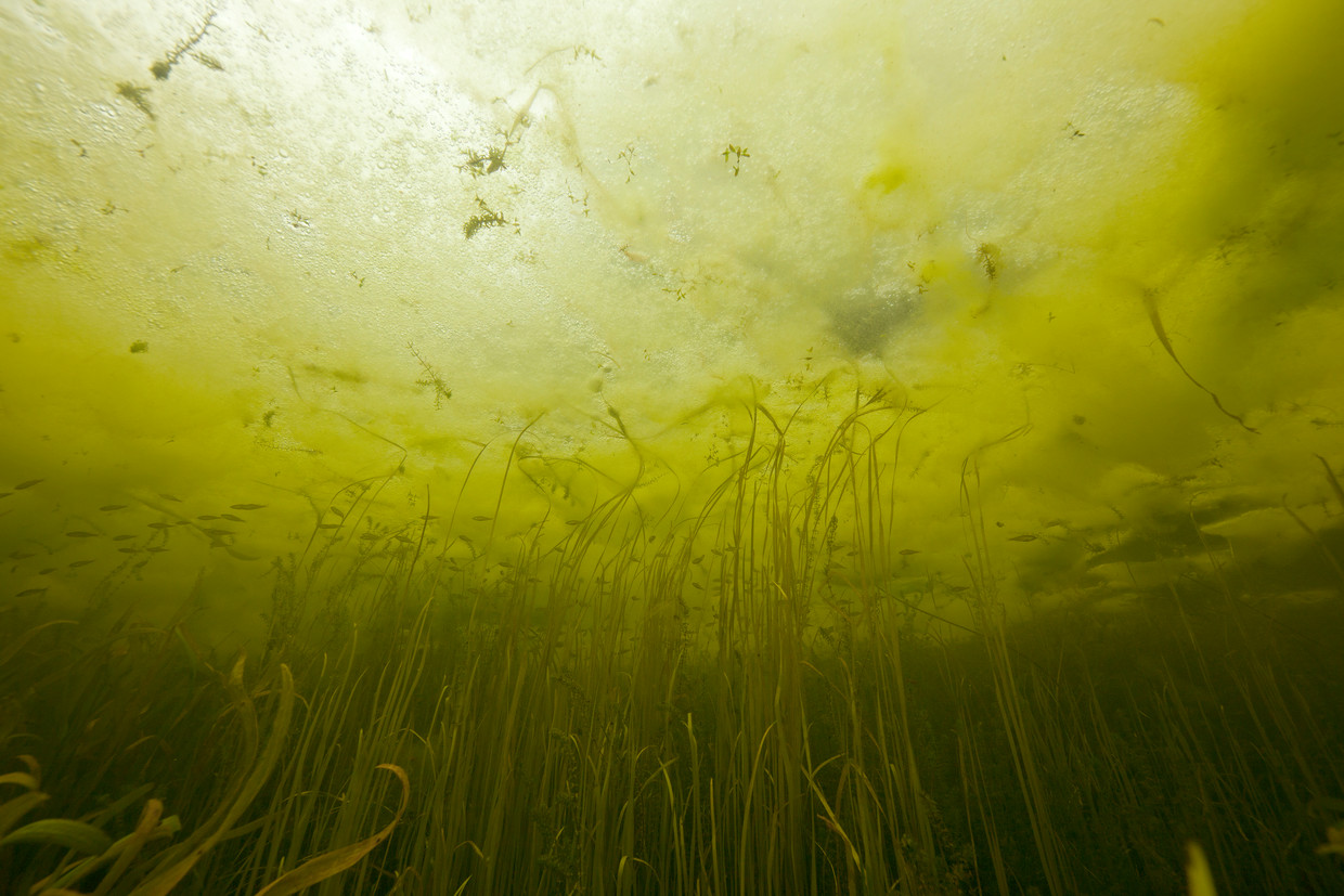 Waarom algen de wereld gaan redden | Trouw