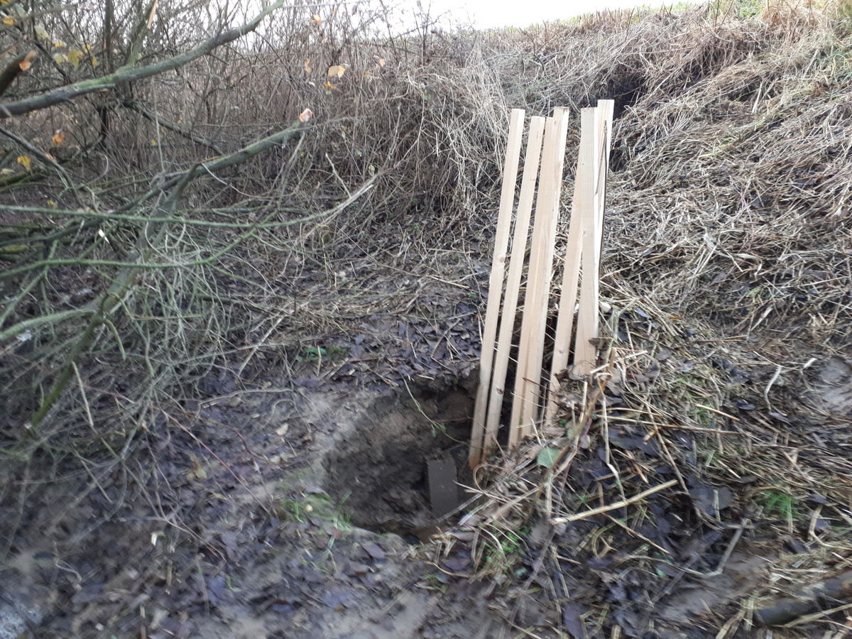 Oprukkende bever ondermijnt dit keer Maasakkerstraat bij Megen | Foto ...