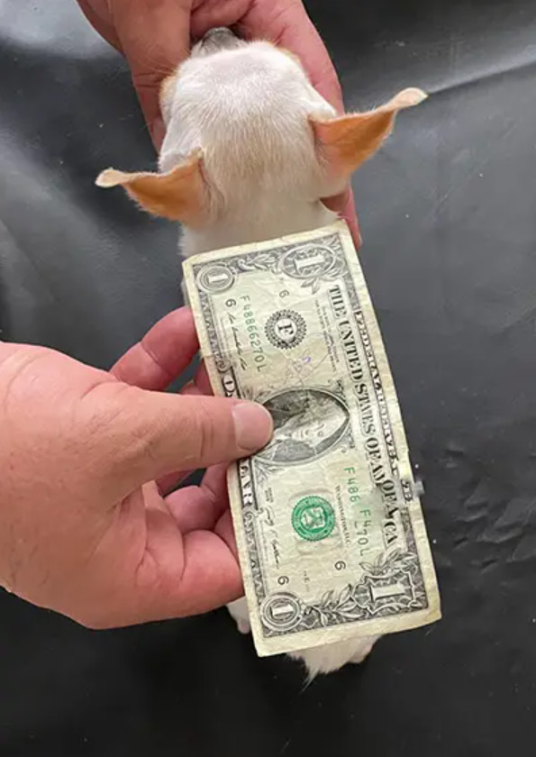 Amper groter dan een theekopje: Pearl de chihuahua is ‘s werelds ...