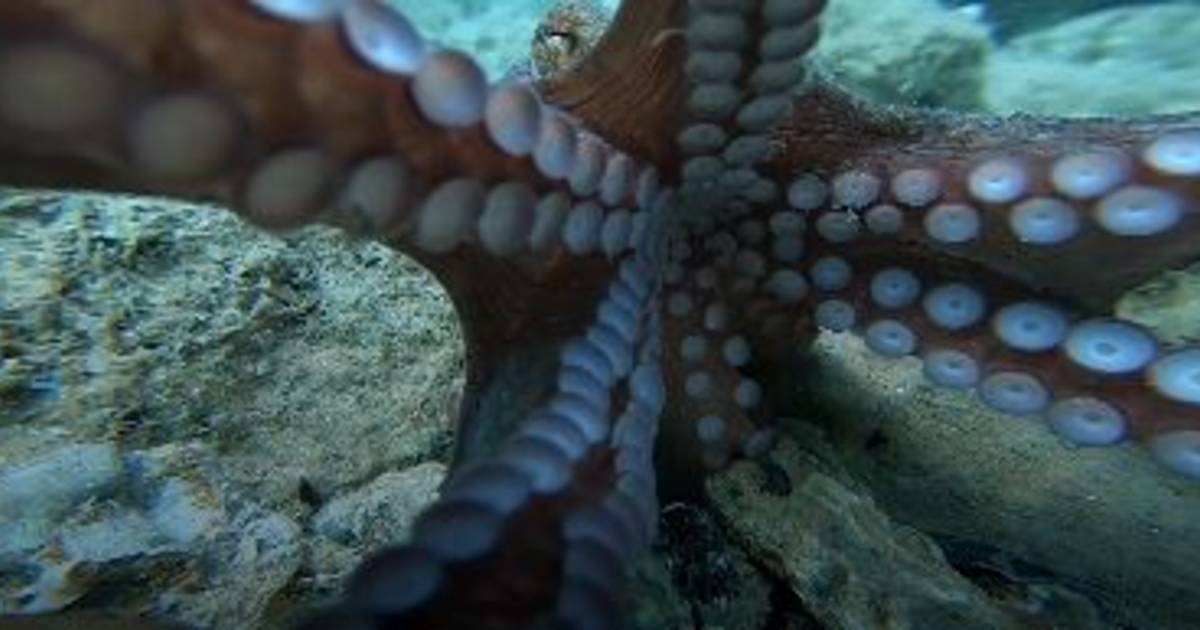 Un plongeur lutte avec une pieuvre pour récupérer sa GoPro | Vidéo ...