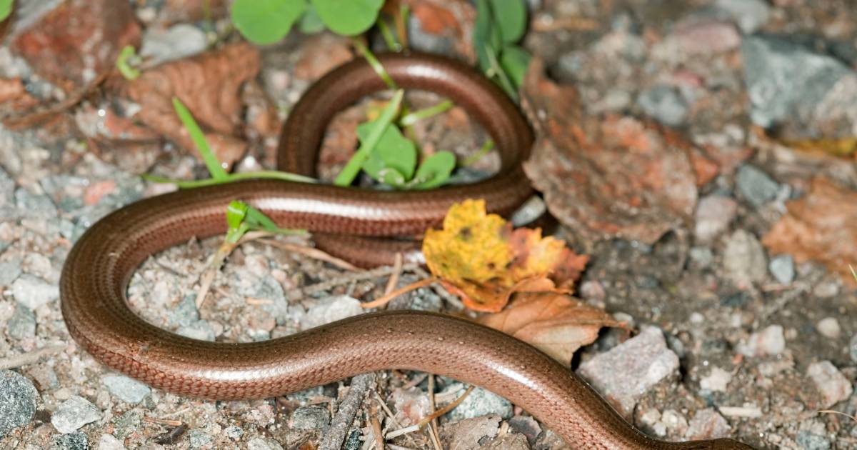 Op zoek naar de zeldzame hazelworm in West-Brabant: ‘Als je er een ziet ...