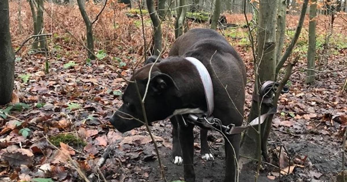 Twee ruiters vinden vastgebonden hond in bos: De Zorghoeve vangt ...