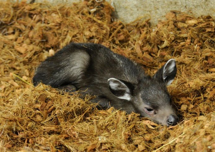 Geboortegolf in Blijdorp gaat maar door: nu een kleintje bij de ...