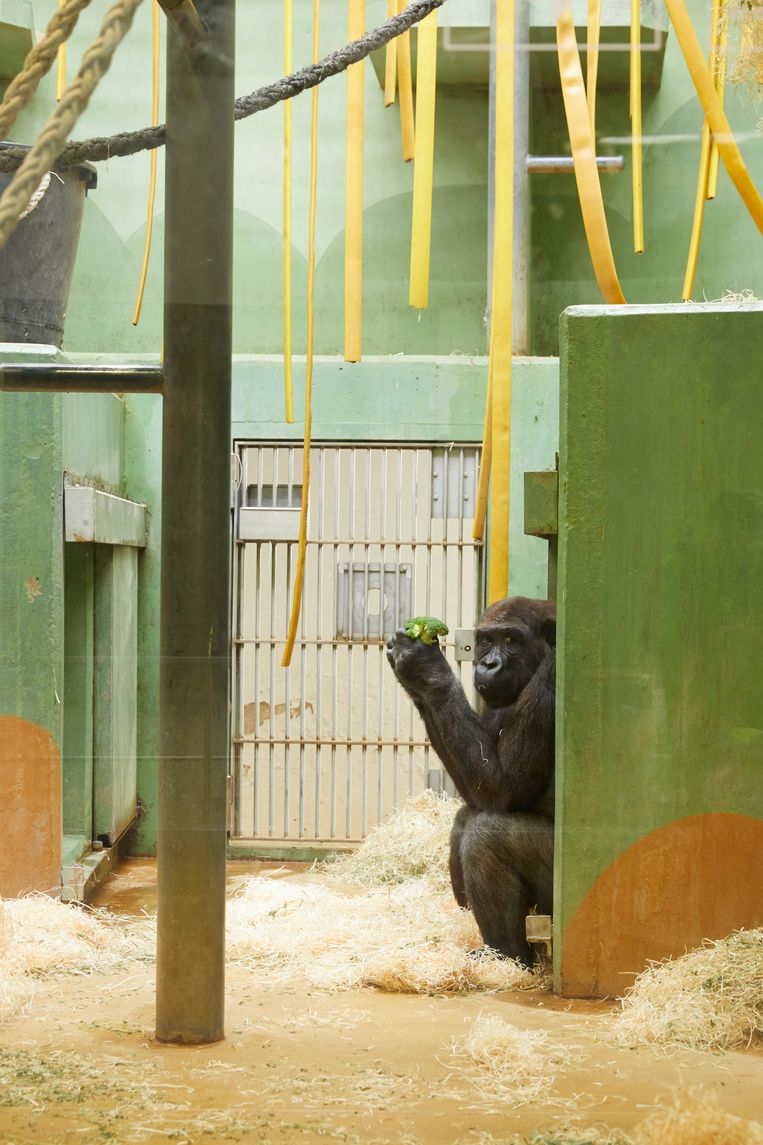 Kanker bestrijden met een virus uit de poep van apen: het Erasmus MC ...