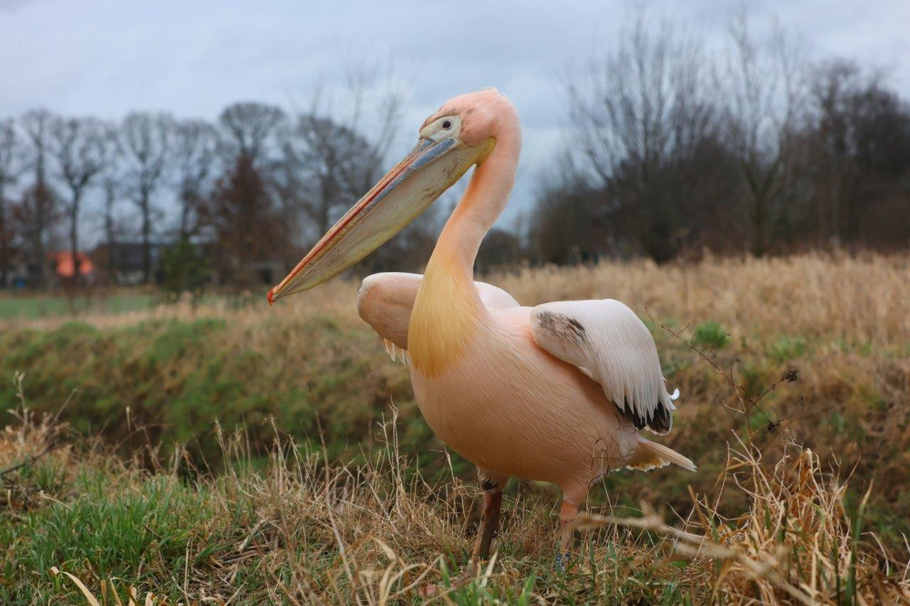 Roze pelikaan gevangen op golfbaan Vught, dier blijkt te zijn ontsnapt ...