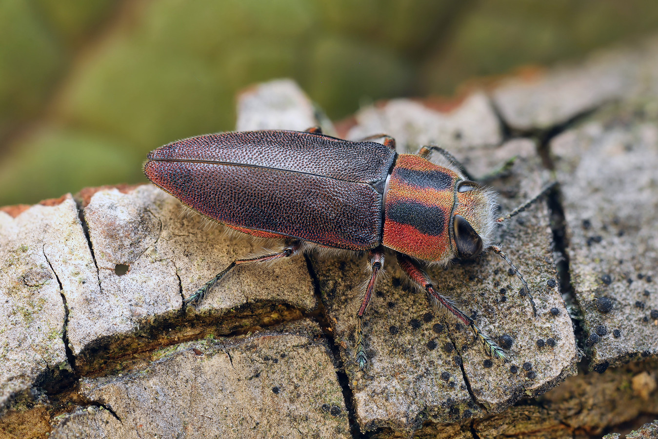 Uiterst zeldzame ‘prachtkever’ ontdekt op glazen deur van woning | Foto ...