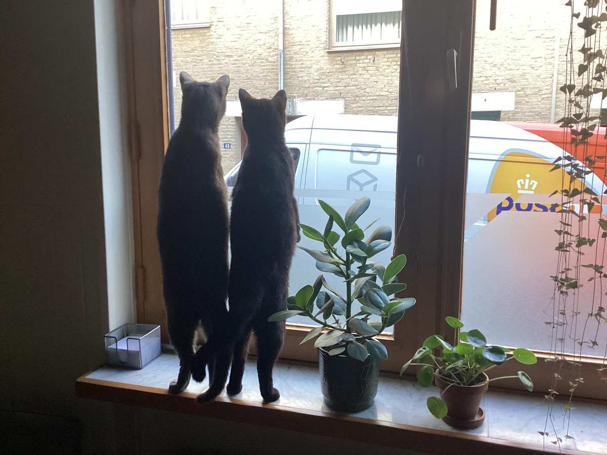 Dit zijn jullie inzendingen van de leukste katten op Wereldkattendag 2023 | Foto | AD.nl