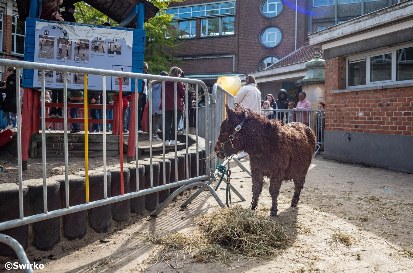 Boerderijdieren op bezoek in basisschool De Notelaar: “De omgekeerde ...