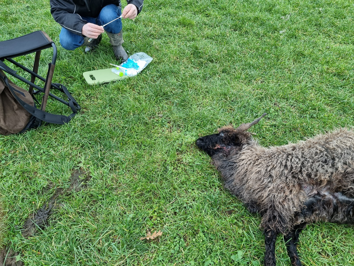 Wolf bijt schapen-zusjes dood in Achterhoek: ‘Ons blinde schaap is van ...