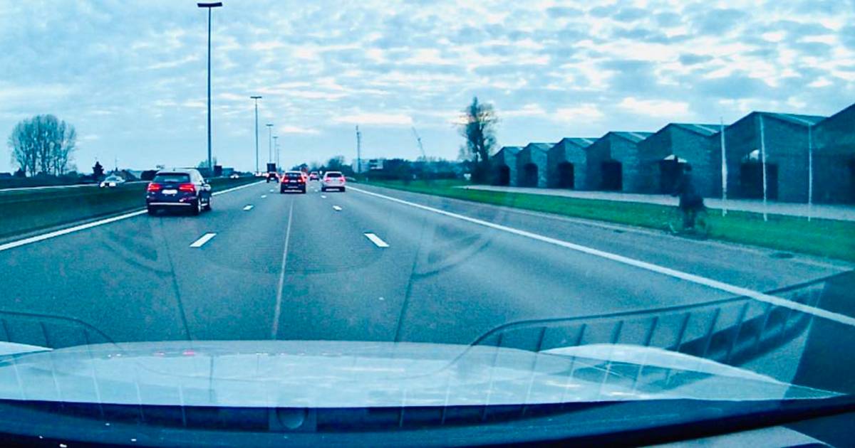 KIJK. Wéér neemt fietser kortste weg op E17 bij Kortrijk, door op ...