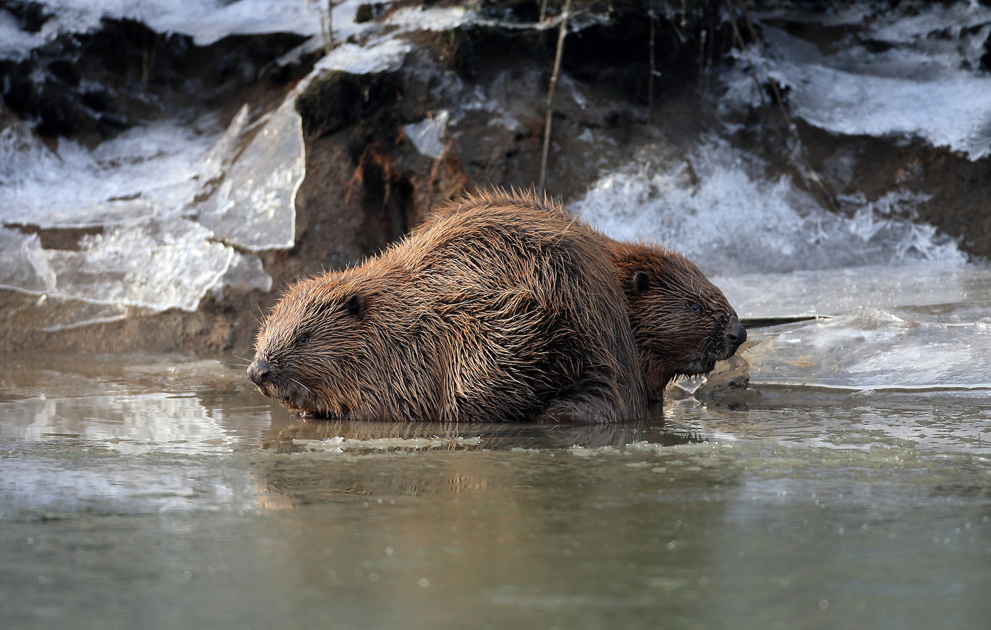 Hoe de bever van nationaal troeteldier veranderde in lokale lastpost ...