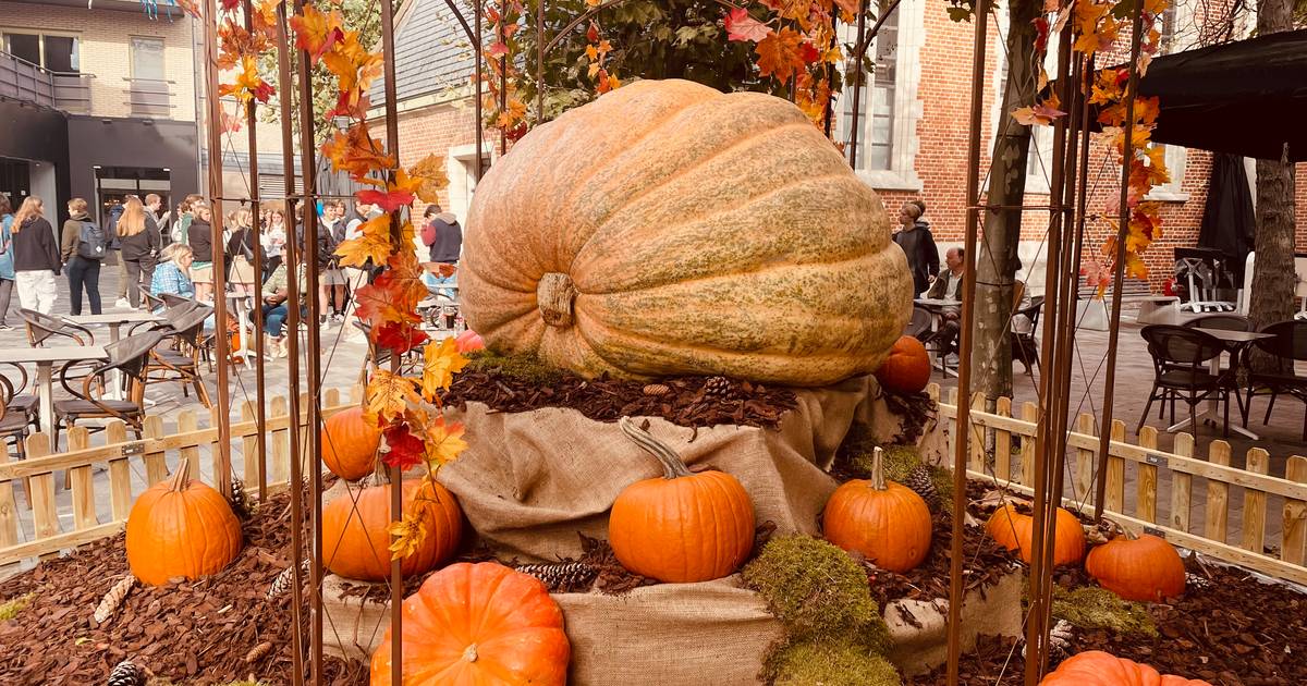 Gigantische pompoen in de Pieter Van Aelst-winkelgalerij: “Raad het ...