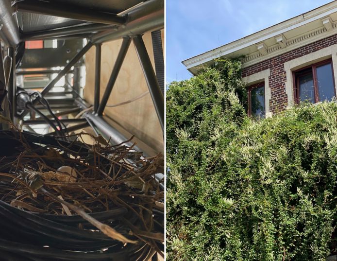 Duivennest, gebouwd op Vlasmarkttoren tijdens Gense Feesten, gered door ...