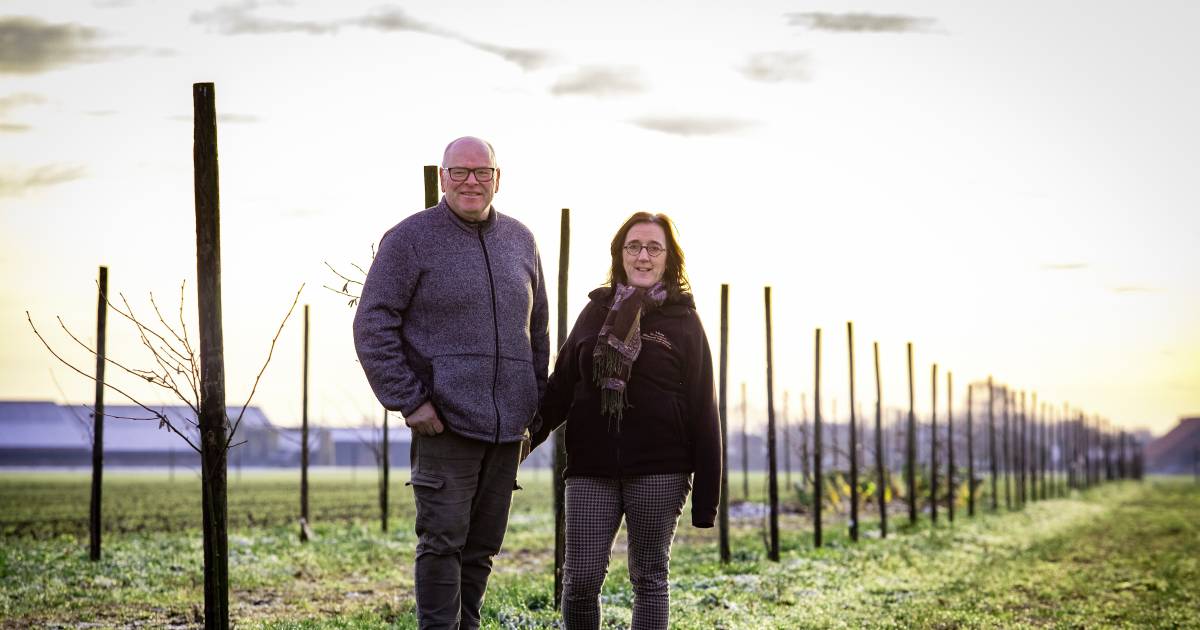 Deze melkveehouders stappen over op notenteelt en de inspiratie kwam ...