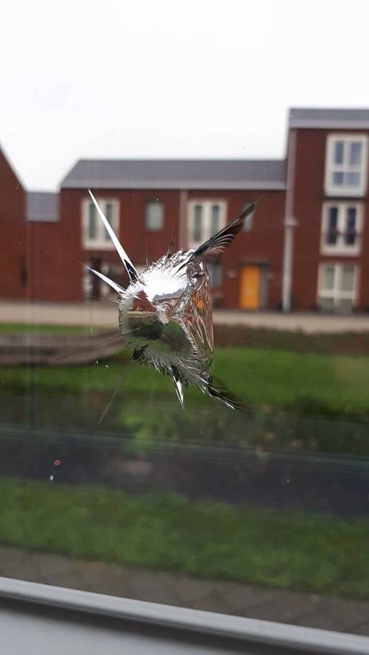 Leidsche Rijn is hélémaal klaar met ‘rotjochies’ die ruiten vernielen ...