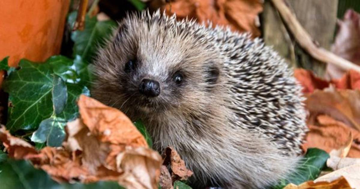 Schattige egel is internethit in Nederland | Showbizz | hln.be