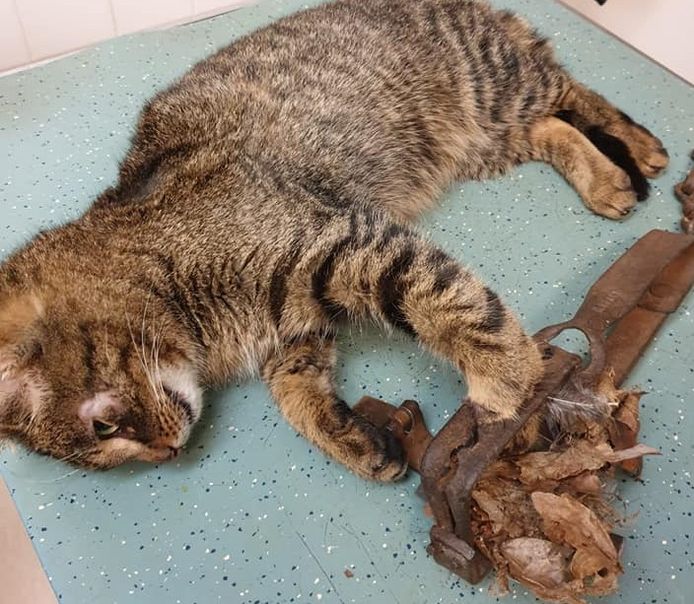 Kat stapt in verboden vossenklem in Haaren en raakt mogelijk zijn ...