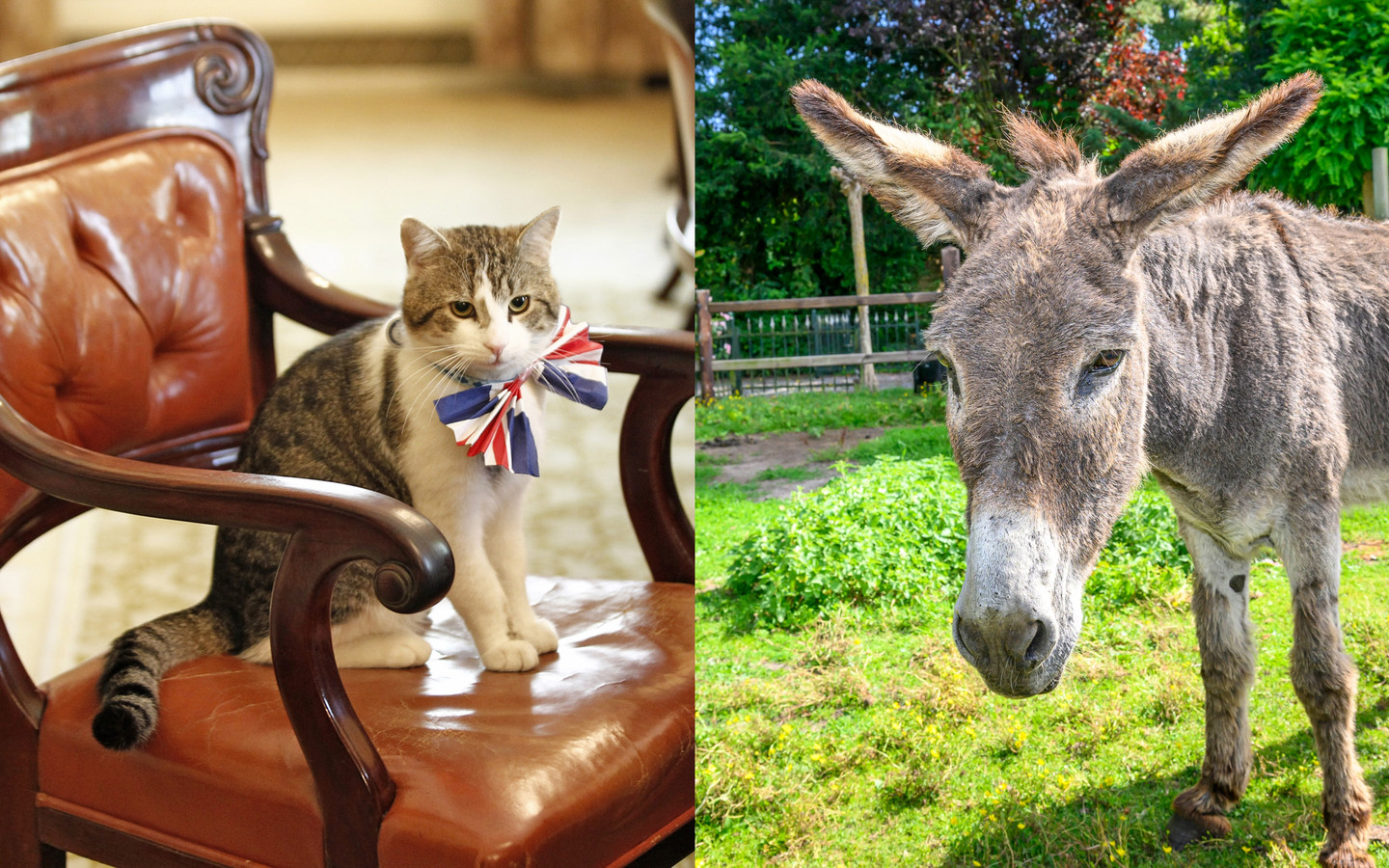 Chico de ezel is de Bergse versie van Larry de kat in Londen: de ...