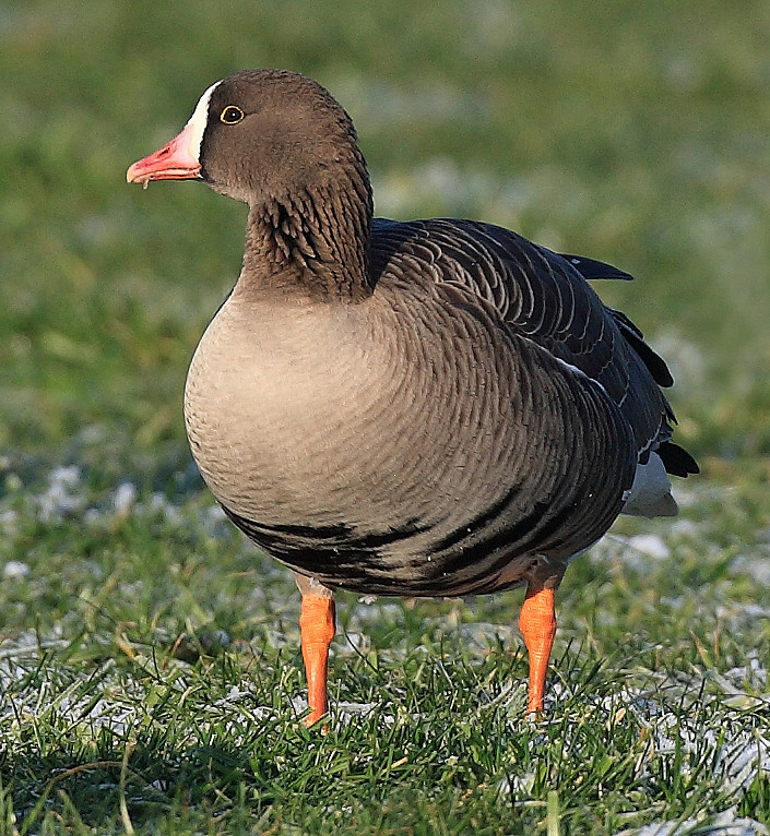 Geen saai moment voor boswachter Merijn: ‘Zie regelmatig moddervette ...