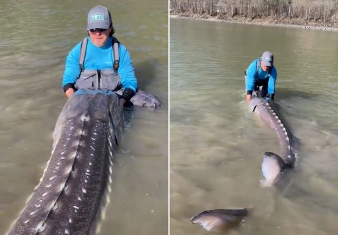 Canadese visser vangt ‘levende dinosaurus’: gigantische steur van 3 ...