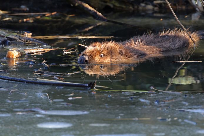 Bever duikt op in natuurgebied Kampina: ‘Hij is meer dan welkom ...