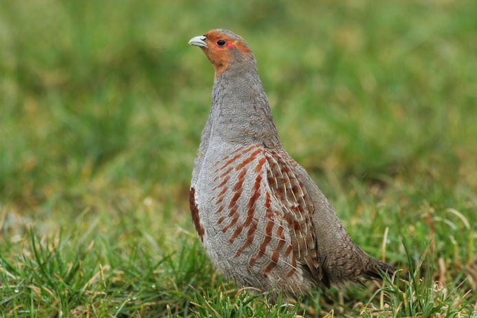 De revival van de patrijs in de Achterhoek | Aalten | gelderlander.nl