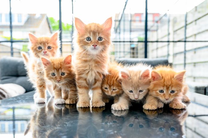 Monica liet een kattenparadijs bouwen in haar achtertuin: ‘Dan kakt de ...