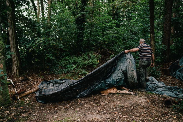 De meest gestelde vragen over de wolf: ‘Natuurlijk kunnen ze hier leven ...