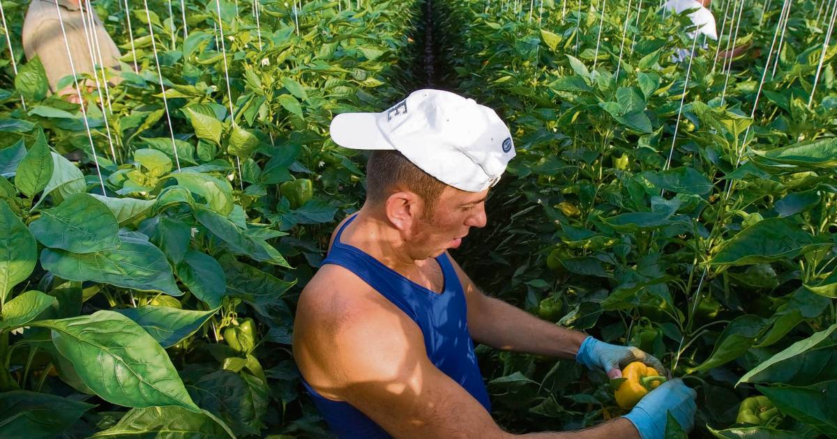 ‘Slavendrijver’ staat voor de rechter: nooit vakantie, loon inleveren ...